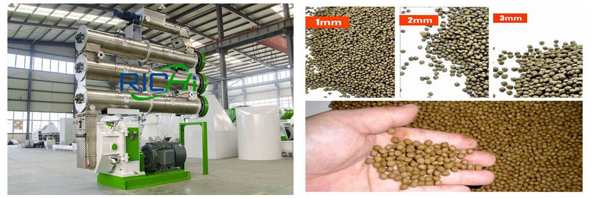 Shrimp Feed Pellet Machine - RICHI MACHINERY